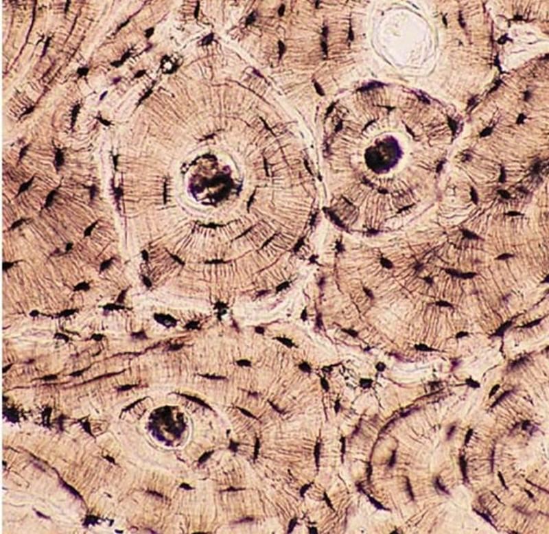 Print Human Anatomy Lab Exercises Tissues Recognition And Function